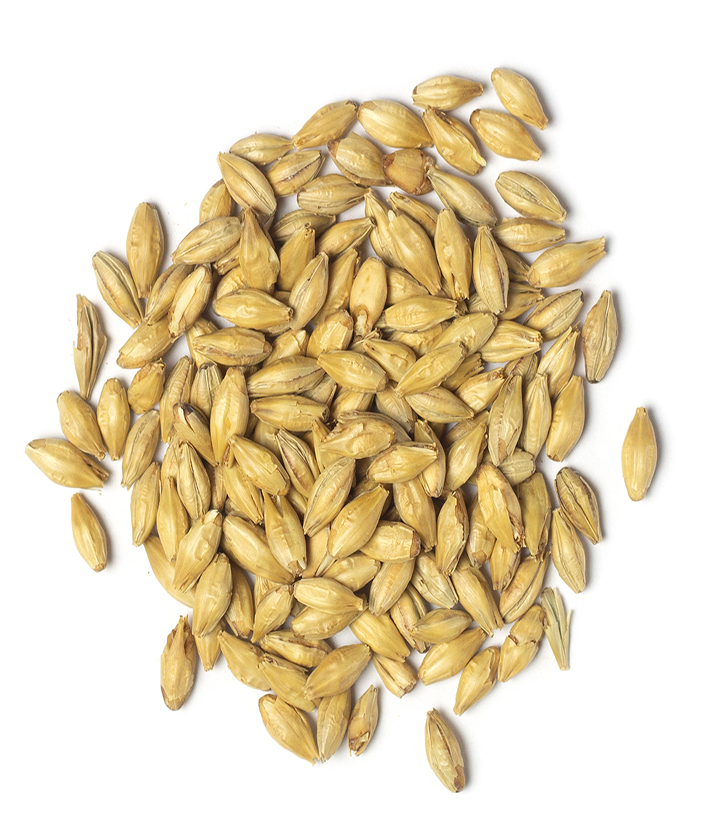 Distilling malt - Holland Malt